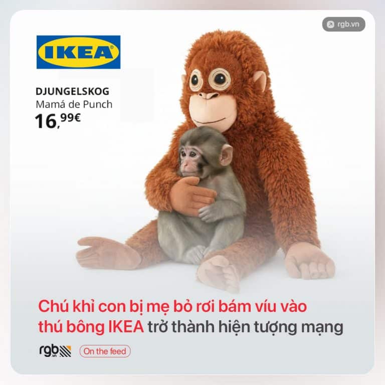 Punch – chú khỉ con bị mẹ bỏ rơi bám víu vào thú bông IKEA trở thành ...